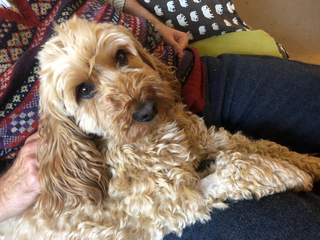 A Close Shave | Coming Home to Story